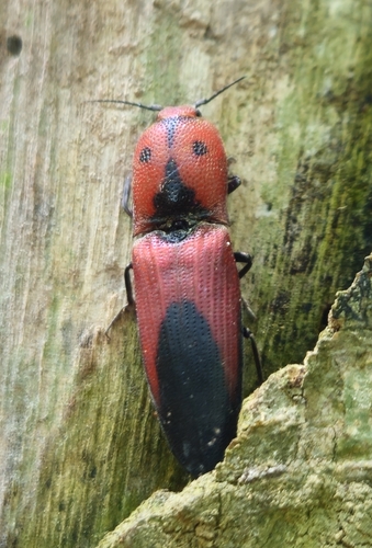 Lacon palliatus · iNaturalist