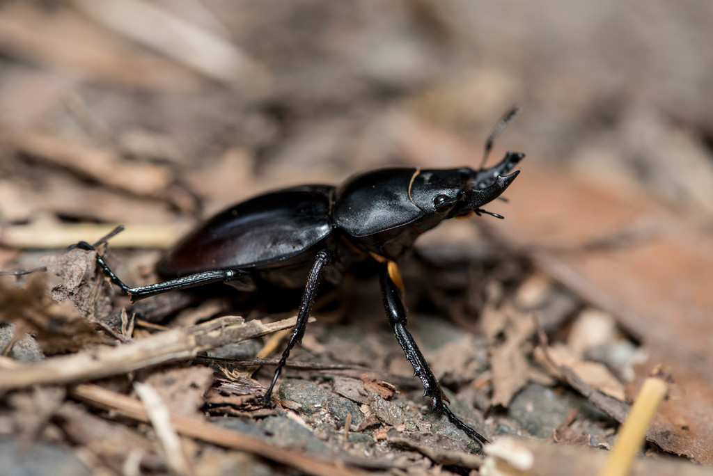 Neolucanus swinhoei from 台灣南投縣 on October 8, 2018 at 11:38 AM by 尹若宇 ...