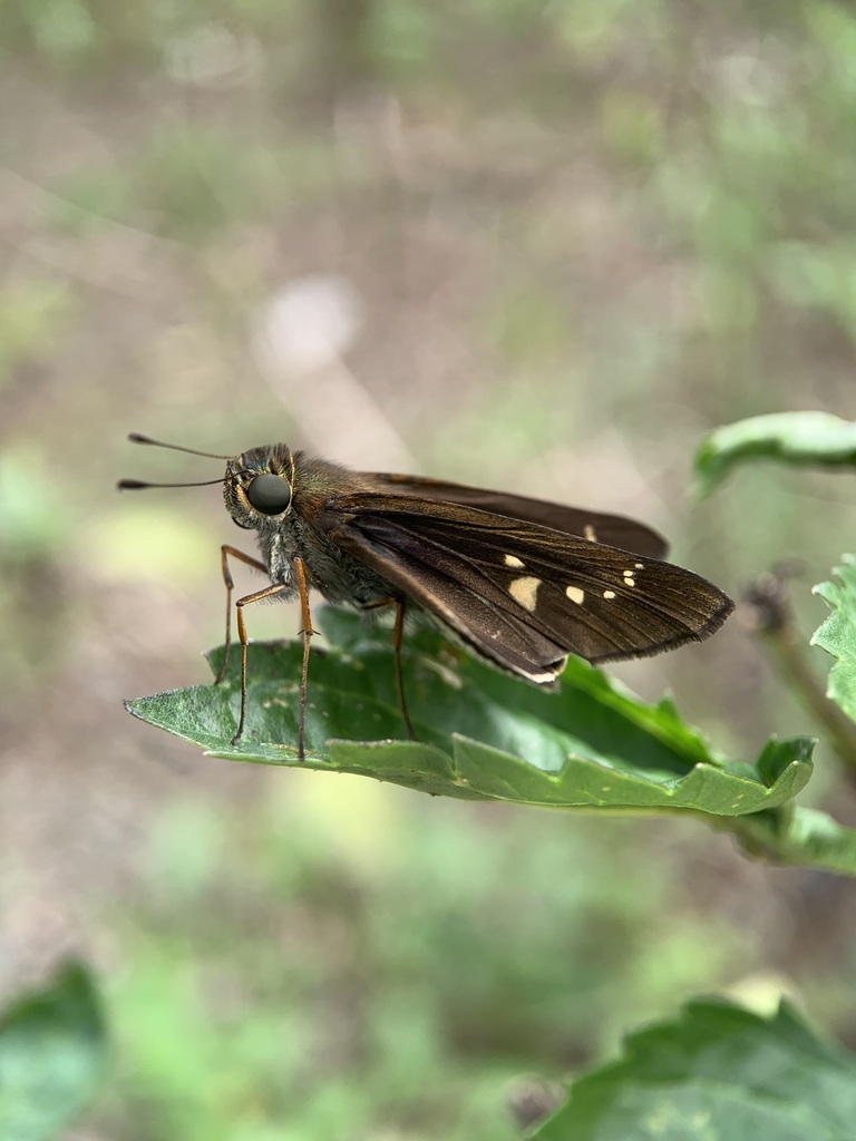 Nero Skipper in February 2024 by Octavio Rivera Hernández · iNaturalist