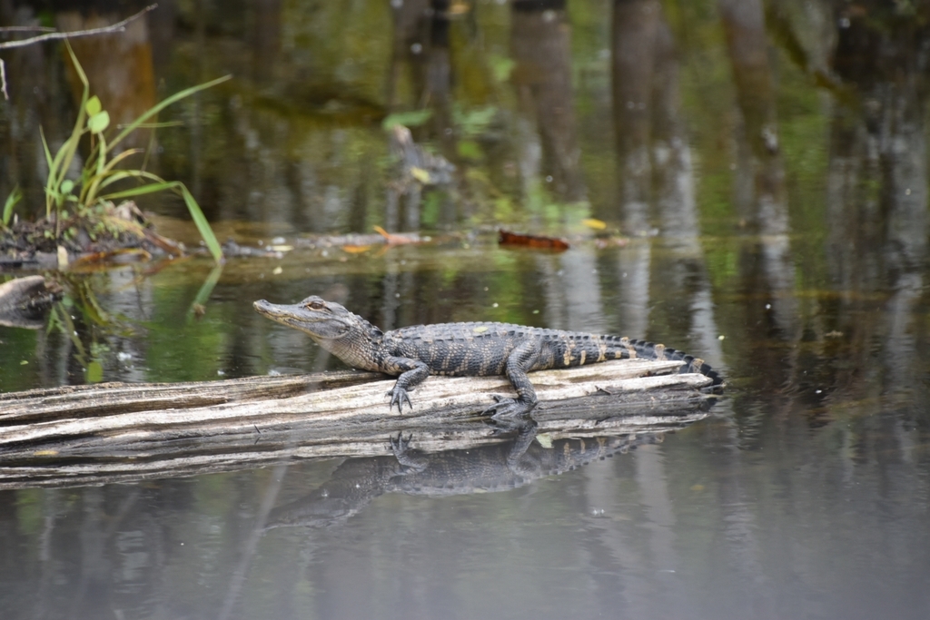 American Alligator from Naples, FL 34114, USA on March 3, 2024 at 02:02 ...