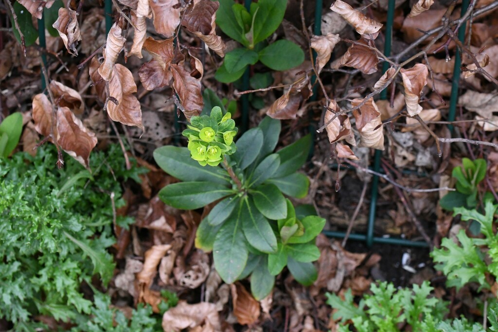 Mrs Robb's-bonnet from York, UK on March 3, 2024 at 04:03 PM by Kian ...