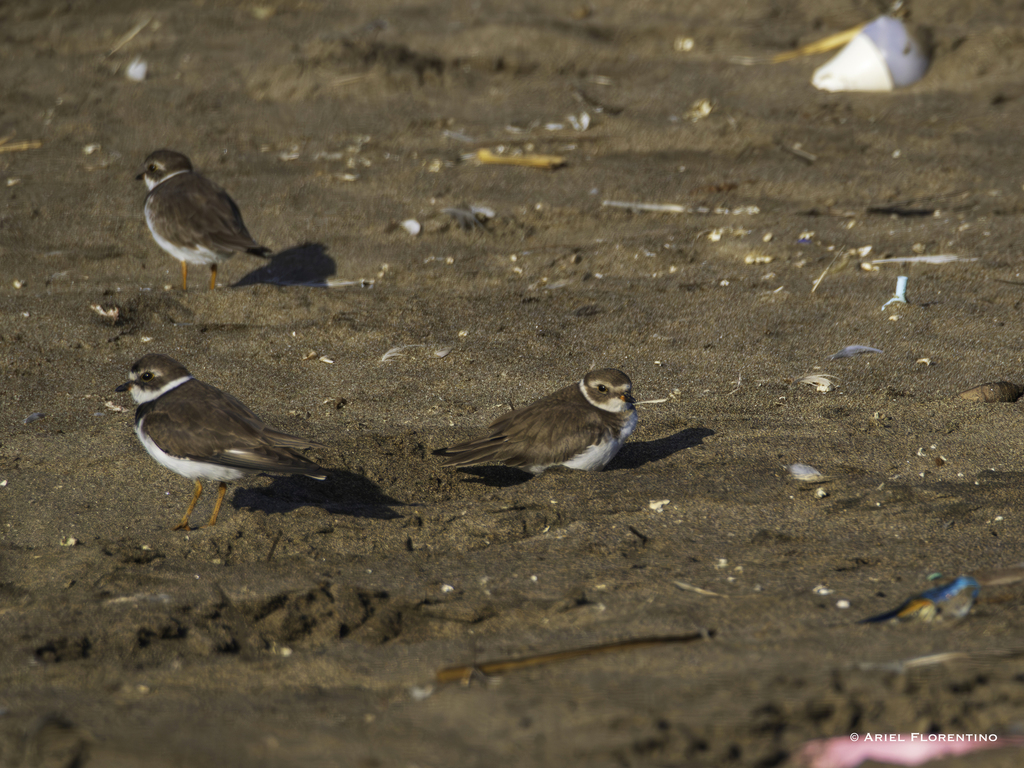 Semipalmated Plover from Plaza Del Sol, Huacho, Peru on March 4, 2024 ...