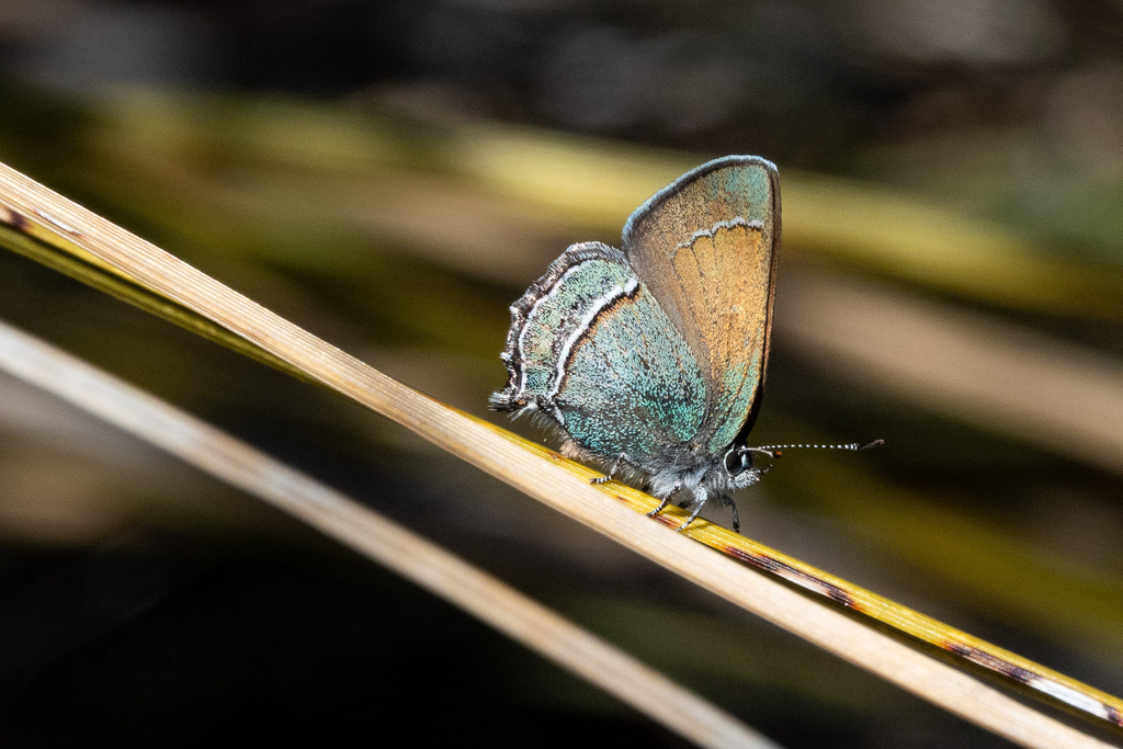 Sandia Hairstreak from Embudito Trailhead, Trailhead Rd NE, Albuquerque ...