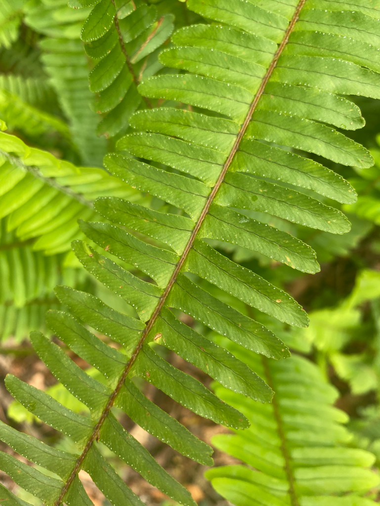 Fishbone Fern from Lettuce Lake Park, 6920 E Fletcher Ave, Tampa, FL ...