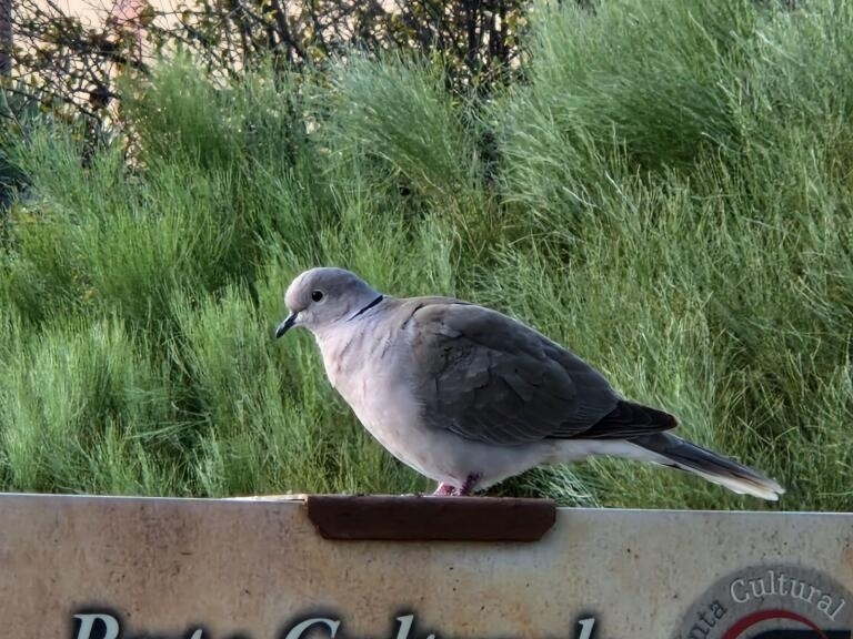 Eurasian Collared-Dove from Piramides de Güimar, 38500, Santa Cruz de ...