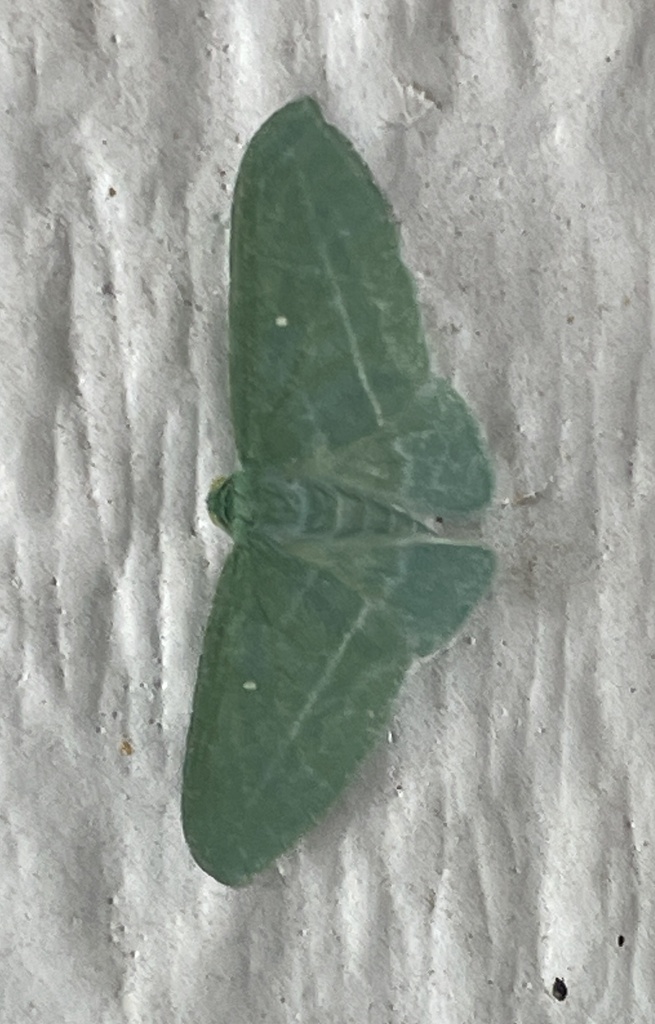 Bad-wing Moth from Angelina National Forest, Zavalla, TX, US on March 4 ...