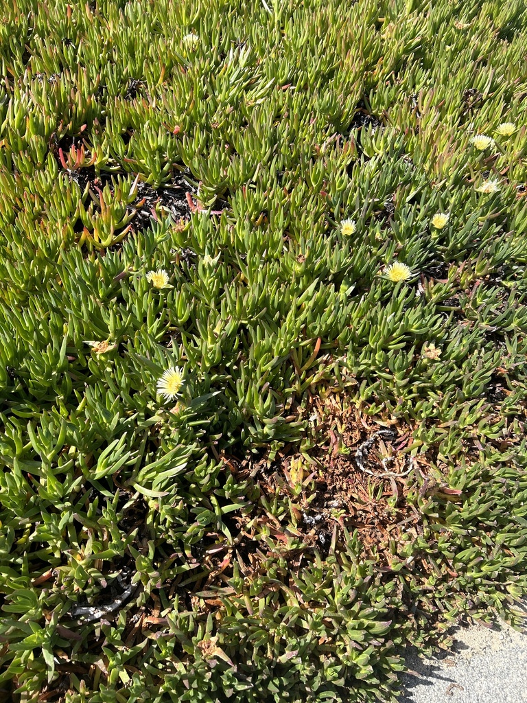 sea fig from Fort Ord Dunes State Park, Marina, CA, US on March 4, 2024 ...