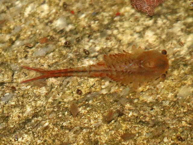 Springtime Fairy Shrimp in March 2024 by stevewalternature · iNaturalist
