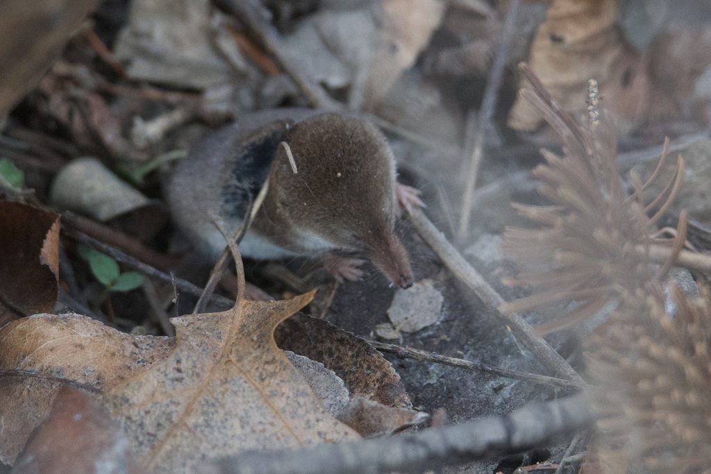 Long-tailed Shrews from University of Wisconsin–Madison Arboretum, 1207 ...