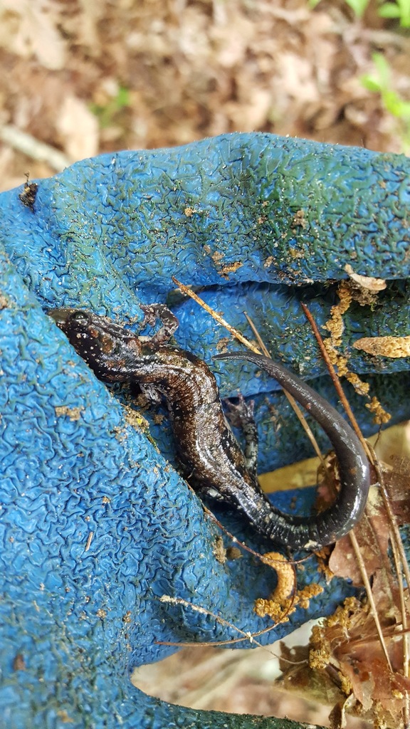 Fourche Mountain Salamander in April 2017 by Kory Roberts. From a known ...