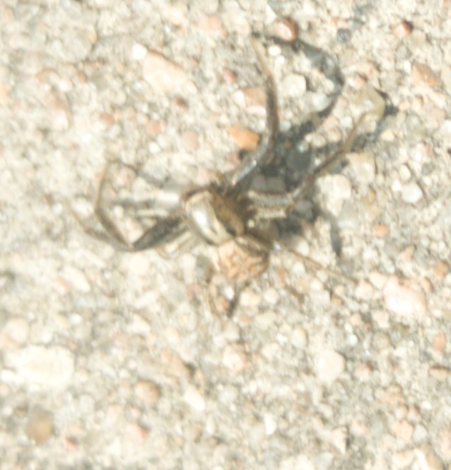 Ground Crab Spiders from Round Rock on March 4, 2024 at 02:50 PM by ...