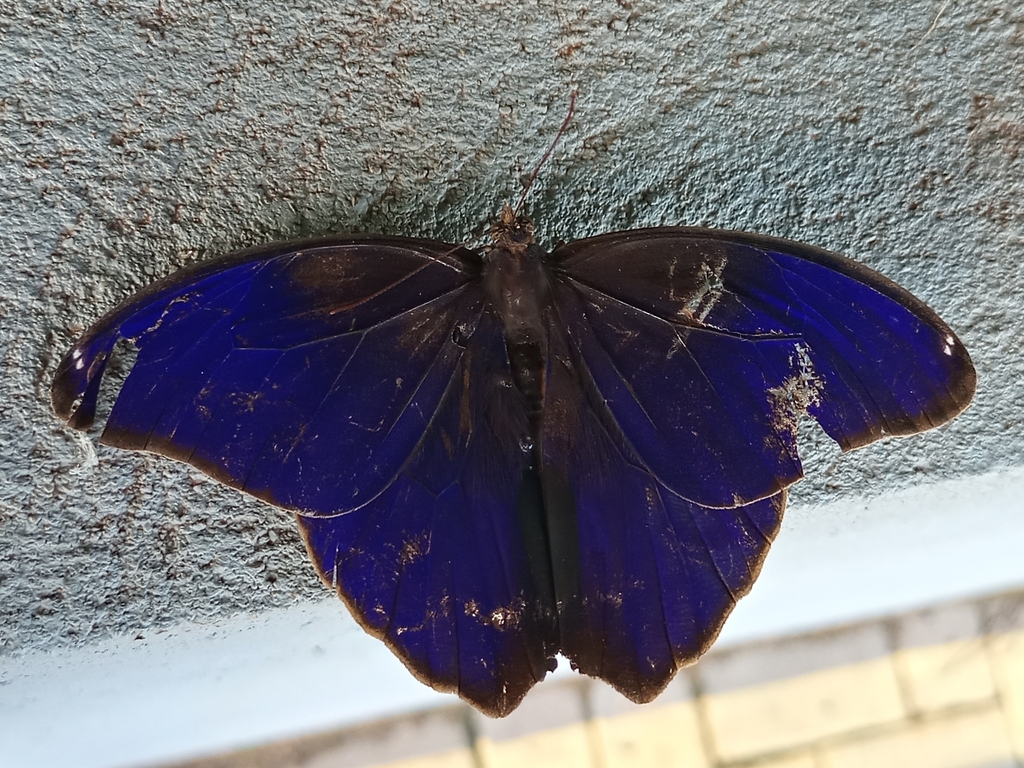 Eryphanis from Realeza, BR-PR, BR on March 4, 2024 at 05:59 PM by Rony ...