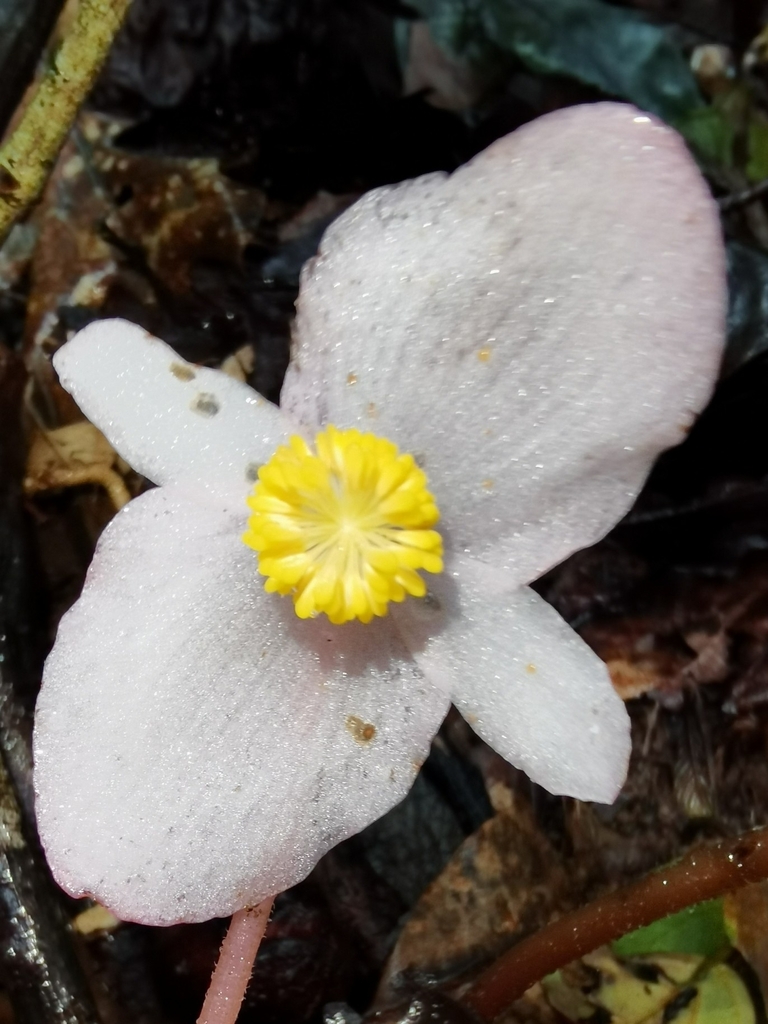 Begonia handelii from Hanoi Vietnam on February 29, 2024 at 05:40 AM by ...