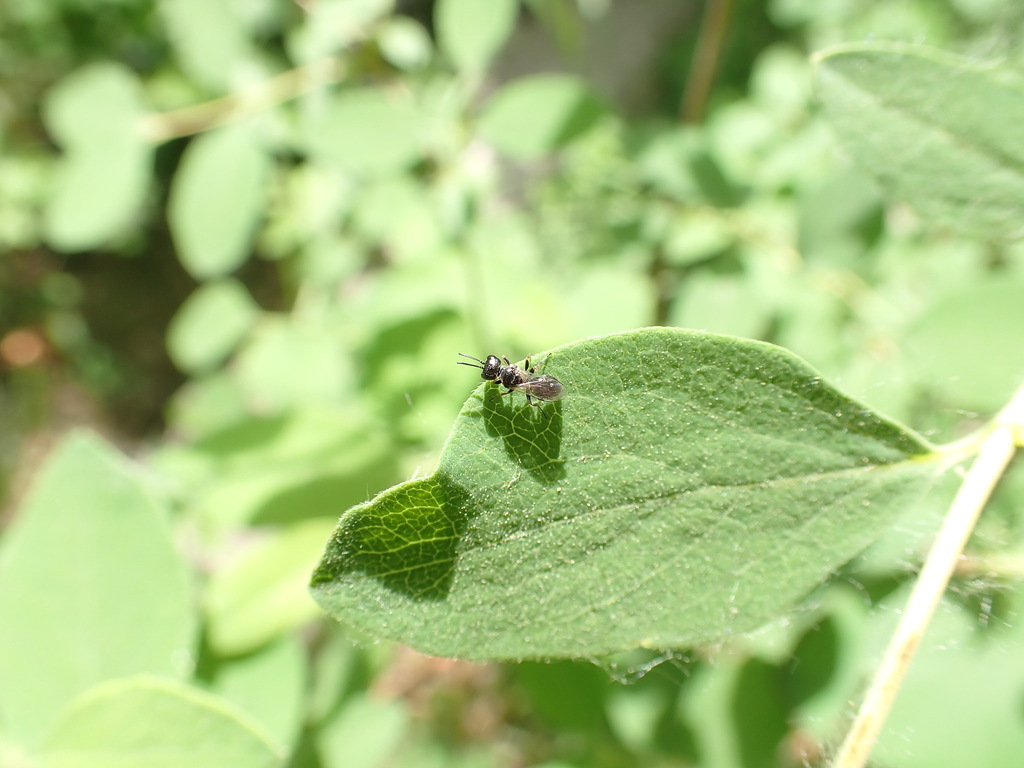 Ants, Bees, and Stinging Wasps from Southwest Calgary, Calgary, AB ...