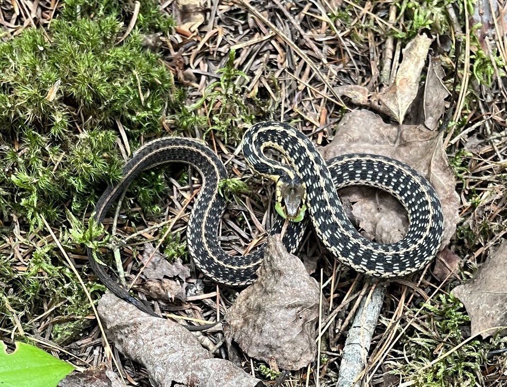 Common Garter Snake from Manitoulin Island, Burpee and Mills, ON, CA on ...