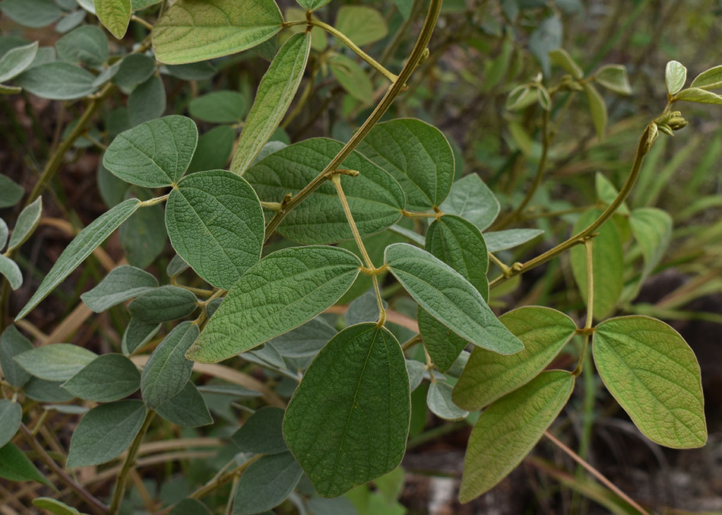 (Cajanus reticulatus reticulatus) - Botanical Realm