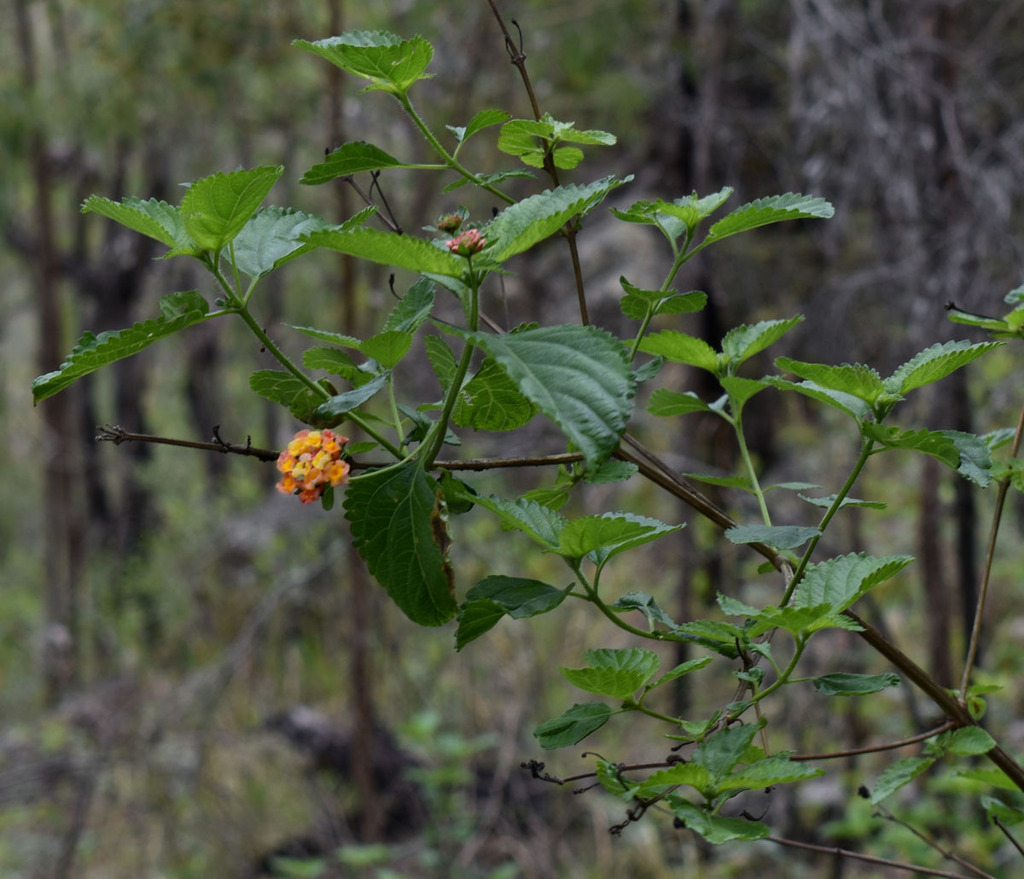 common lantana from Silver Valley QLD 4872, Australia on December 18 ...