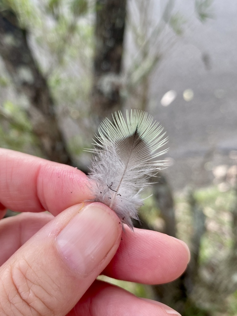 Birds from Giselle Ave, Wyoming, NSW, AU on March 5, 2024 at 08:55 AM ...