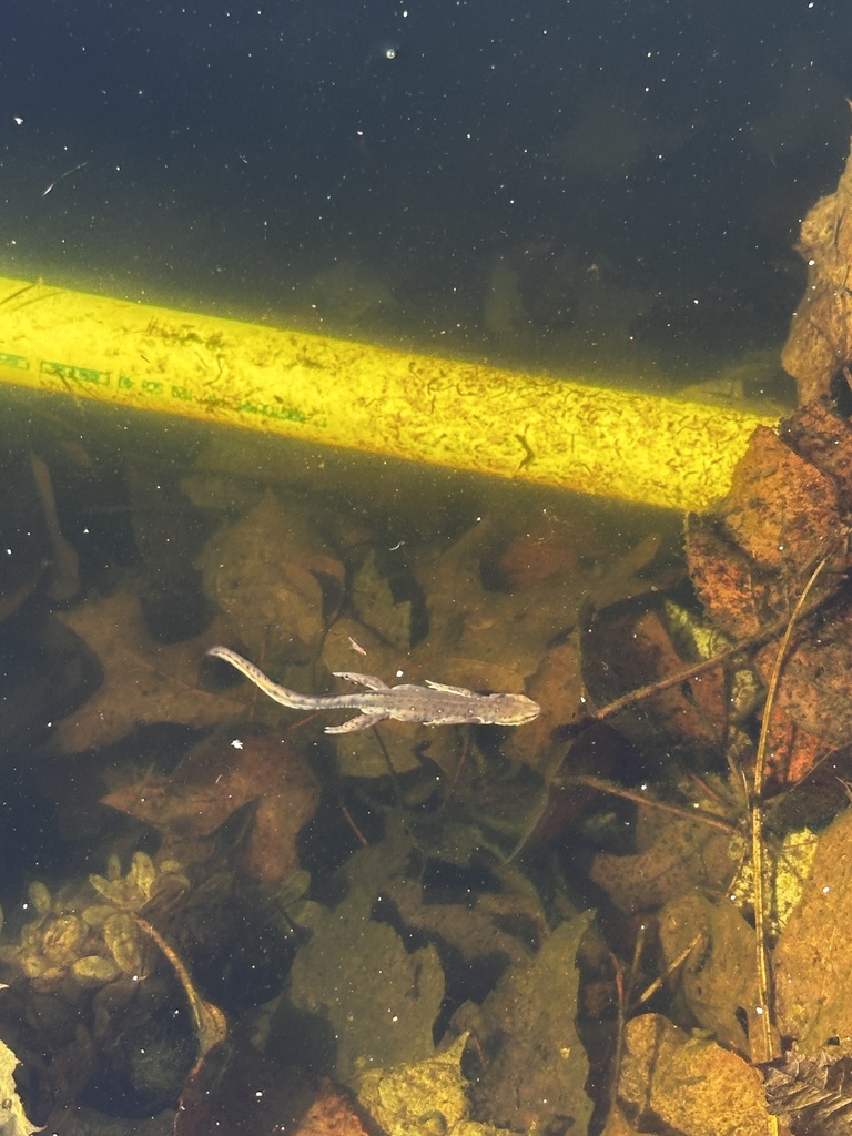 Eastern Newt from Orchard Rd, Concord Township, OH, US on March 4, 2024 ...