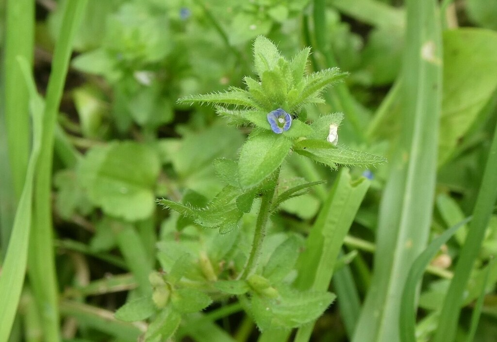 corn speedwell from Ferry Point Park, 38 Ferry Rd, St.George's, Bermuda ...
