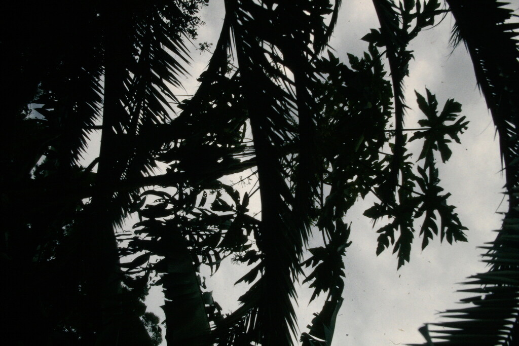Papaya from Malanda QLD 4885, Australia on March 8, 1999 at 05:34 PM by ...
