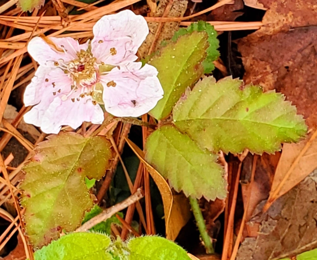 southern dewberry from Golden Eagle, Tallahassee, FL 32312, USA on ...
