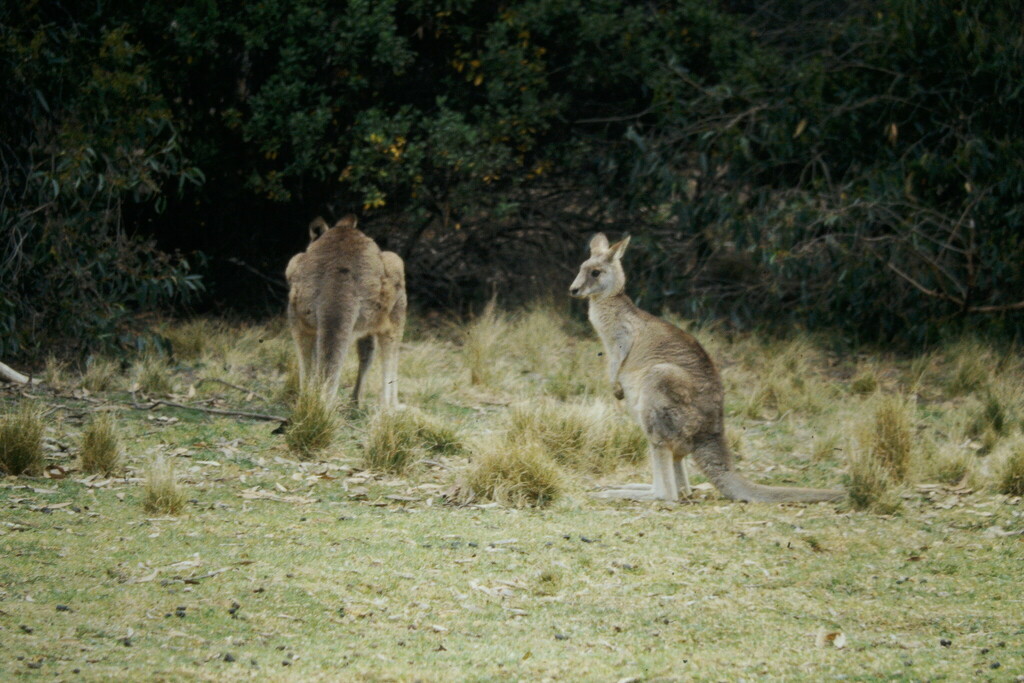 Macropus giganteus giganteus from Great Ocean Road Port Campbell, Port ...