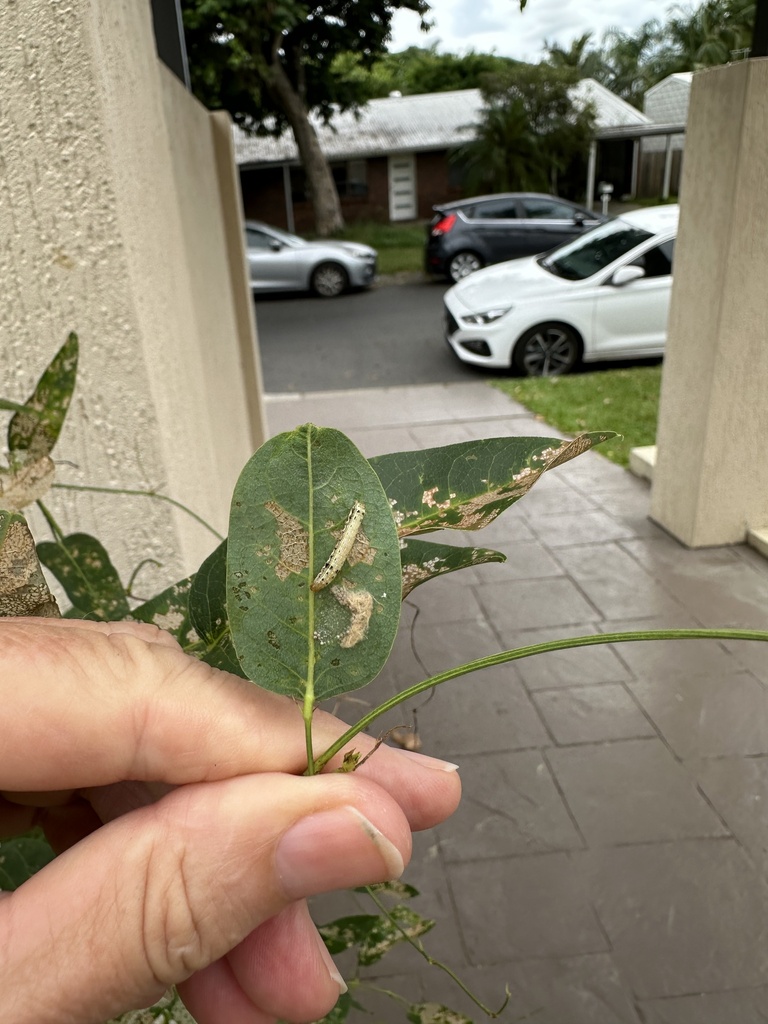 Butterflies and Moths from Mandalay St, Fig Tree Pocket, QLD, AU on ...