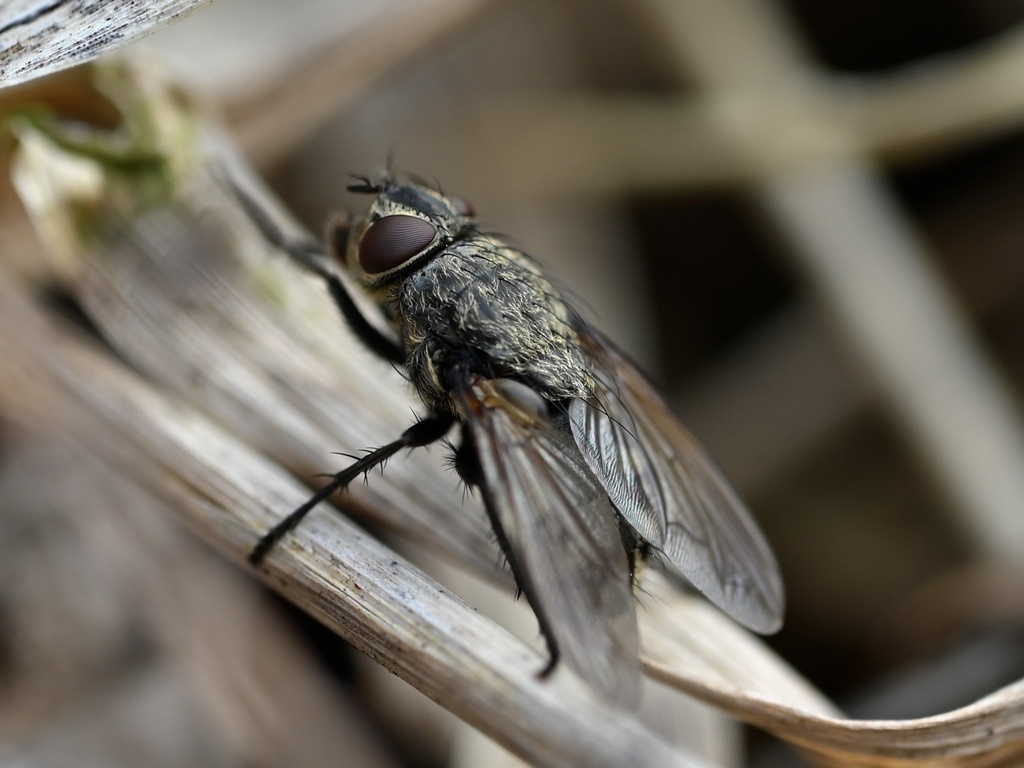 Cluster Flies from Holt, MI, US on March 4, 2024 at 02:07 PM by Iain ...