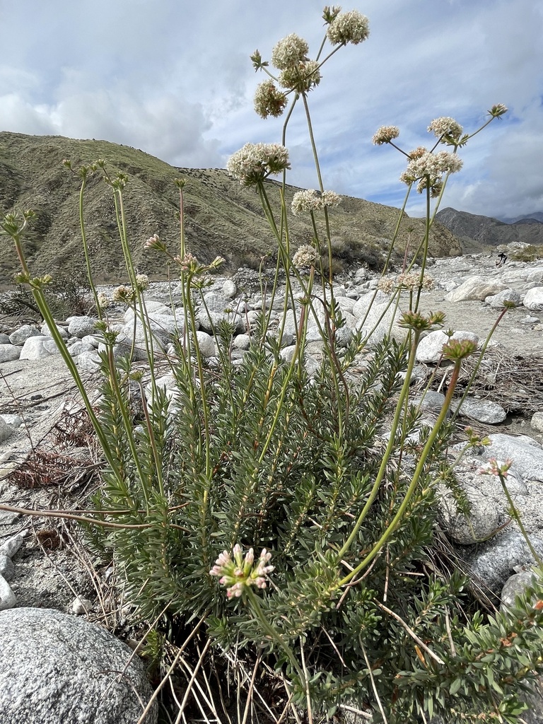 Leafy California Buckwheat from Sand to Snow National Monument ...