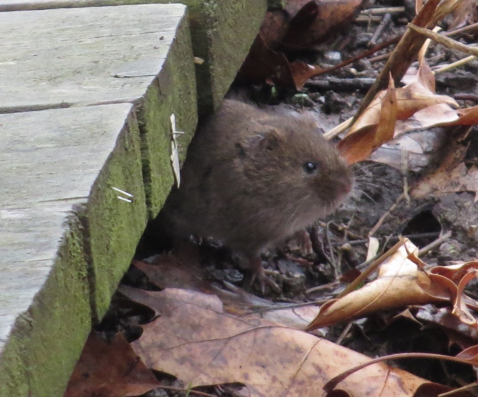 Southern Bog Lemming (Mammals of Appalachia) · iNaturalist