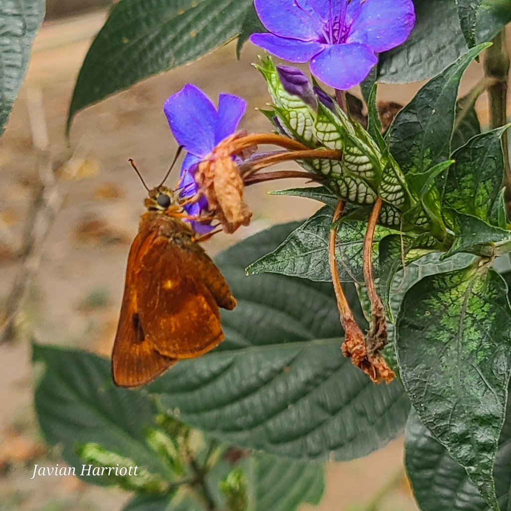 Jamaican Skipper from EMU, Kingston, Jamaica on March 4, 2024 at 02:28 ...
