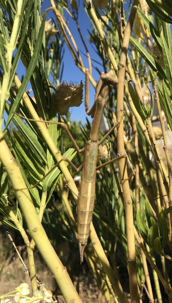 Australian Grass Mantises in March 2024 by Andrew Humpage · iNaturalist