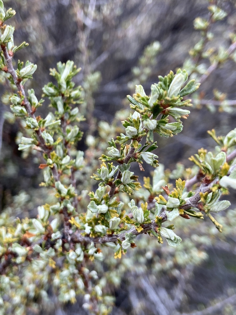 Antelope Bitterbrush from CA-96, Yreka, CA, US on March 3, 2024 at 11: ...