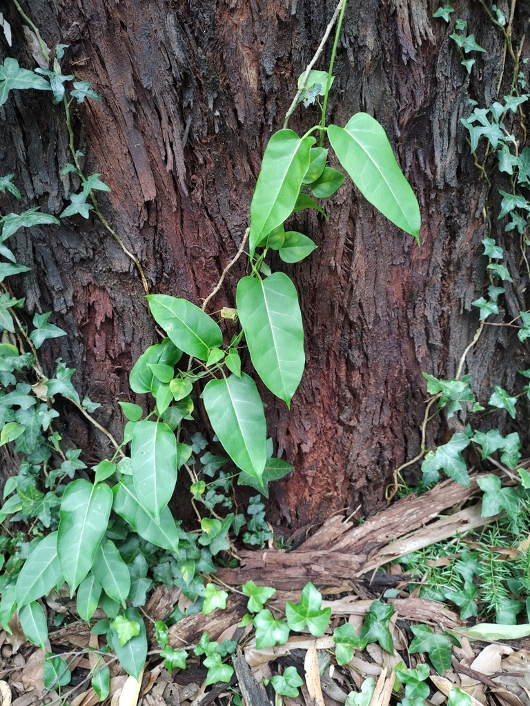 Common Milk Vine from Mount Pleasant NSW 2519, Australia on March 5 ...