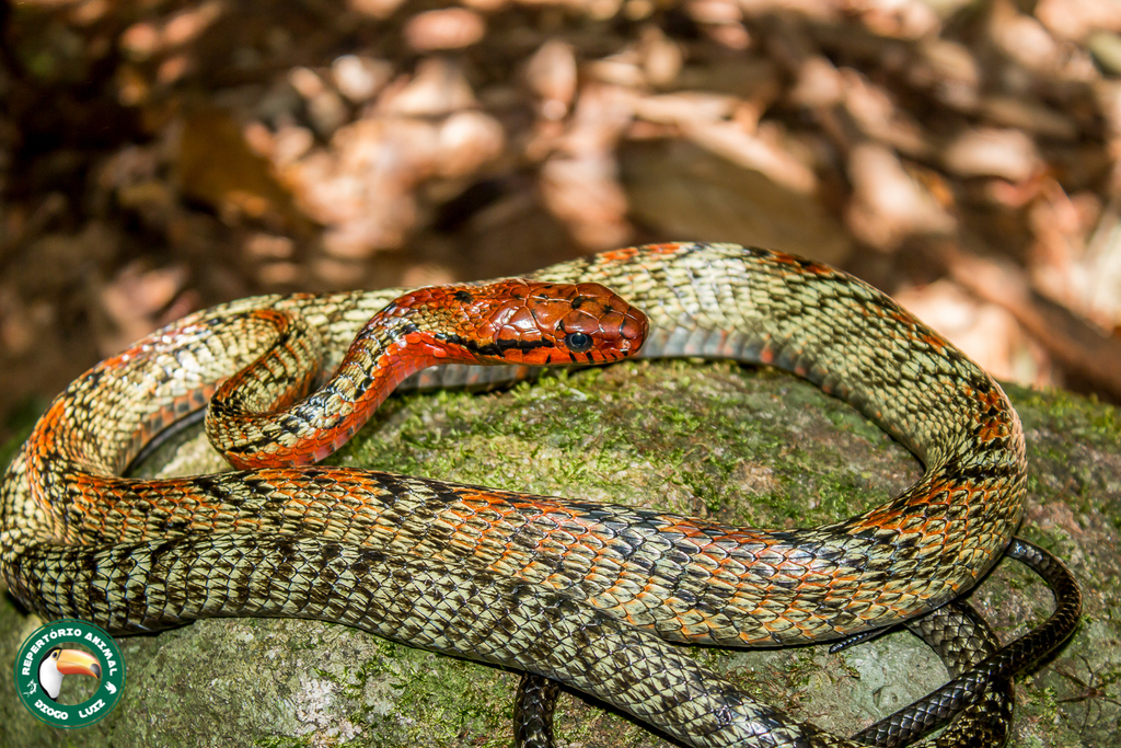 Papa-Pinto-de-Papo-Amarelo (Guia Rápido de Serpentes do Brasil ...
