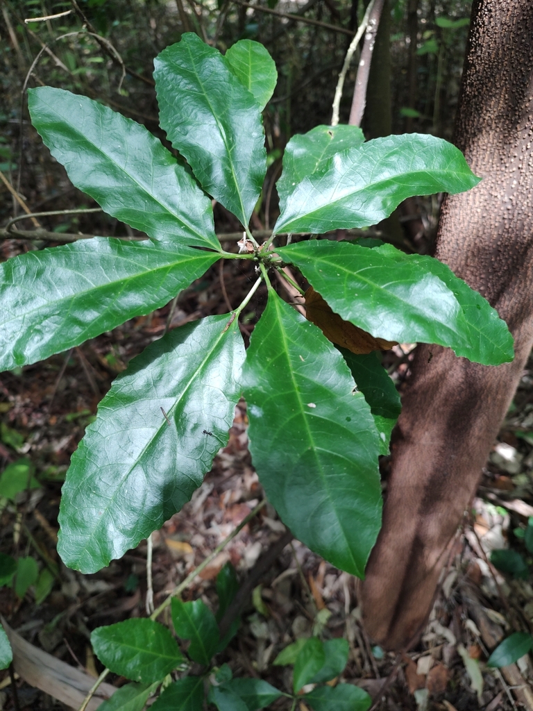 Fontainea from Mount Pleasant NSW 2519, Australia on March 5, 2024 at ...