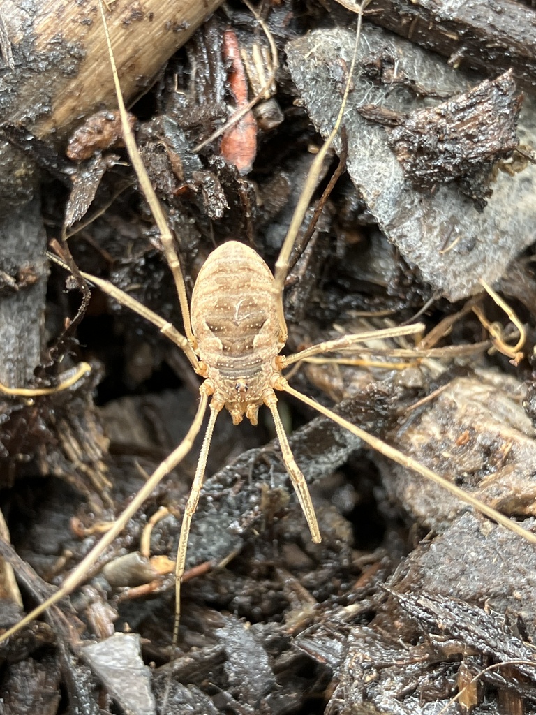 European Harvestman from Pourewa Creek Recreation Reserve, Auckland ...