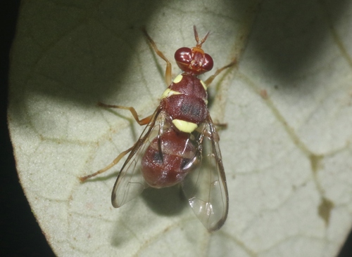 Dacus frontalis · iNaturalist United Kingdom