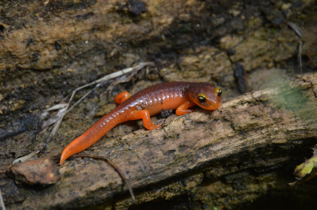 Yellow-eyed Ensatina in March 2024 by Ronald Carlos Garay. garin/dry ...