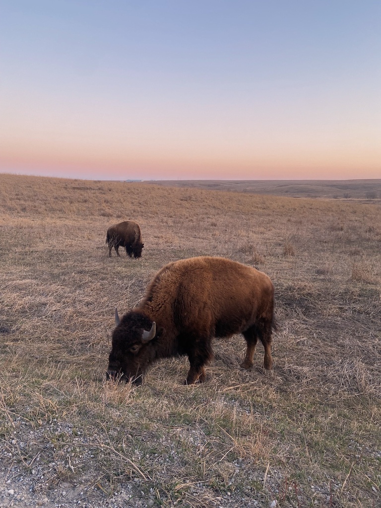 American Bison from S 96th Ave W, Prairie City, IA, US on March 2, 2024 ...