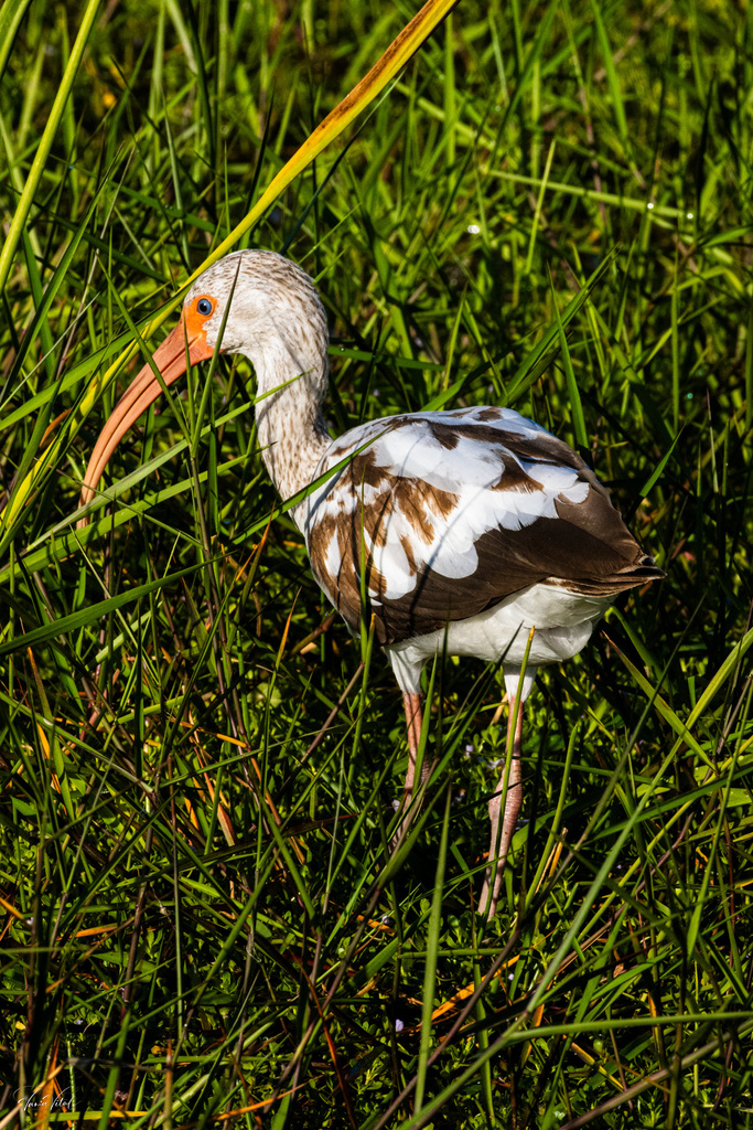 White Ibis from Green Cay Nature Center & Wetlands, 12800 Hagen Ranch ...
