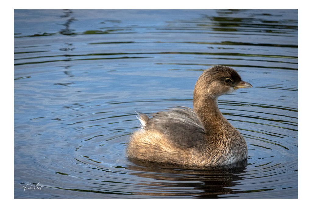Pied-billed Grebe from Green Cay Nature Center & Wetlands, 12800 Hagen ...