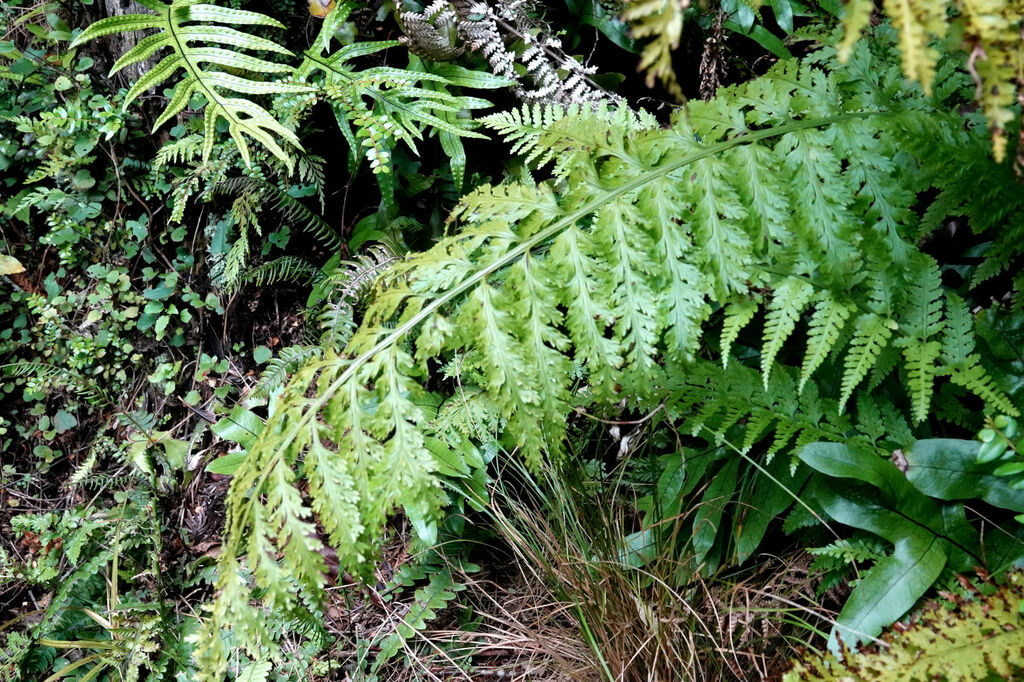 Hen and Chicks Fern from Oban, Stewart Island / Rakiura 9818, New ...
