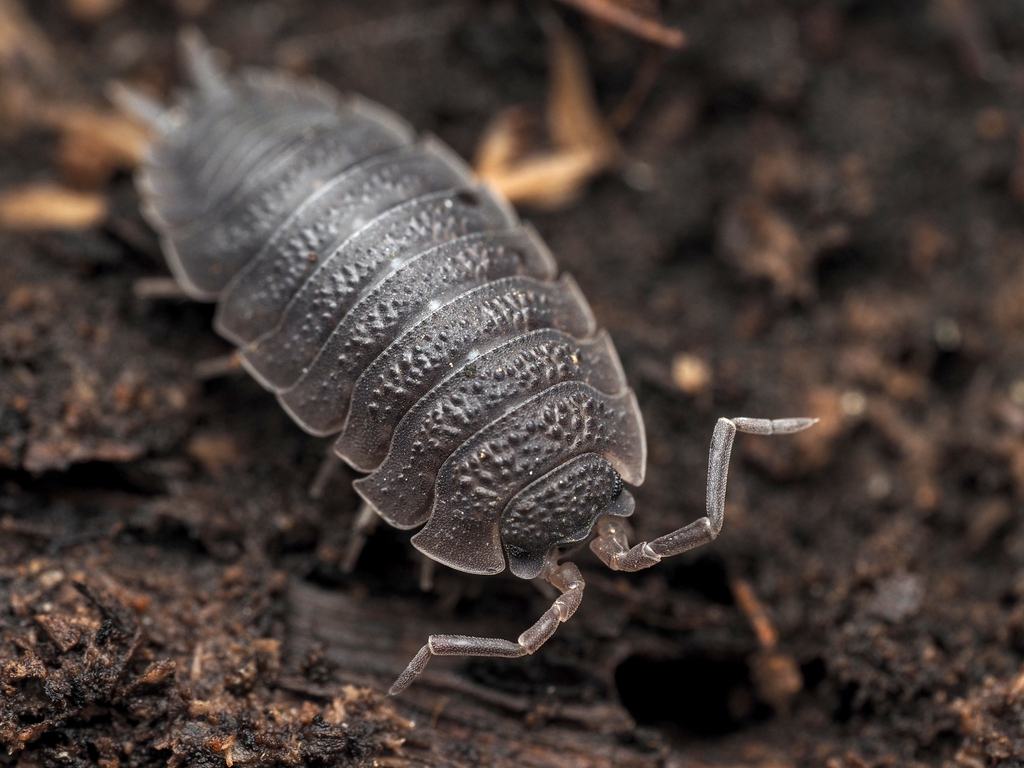 Common Rough Woodlouse (Linda Loring Nature Foundation Property ...