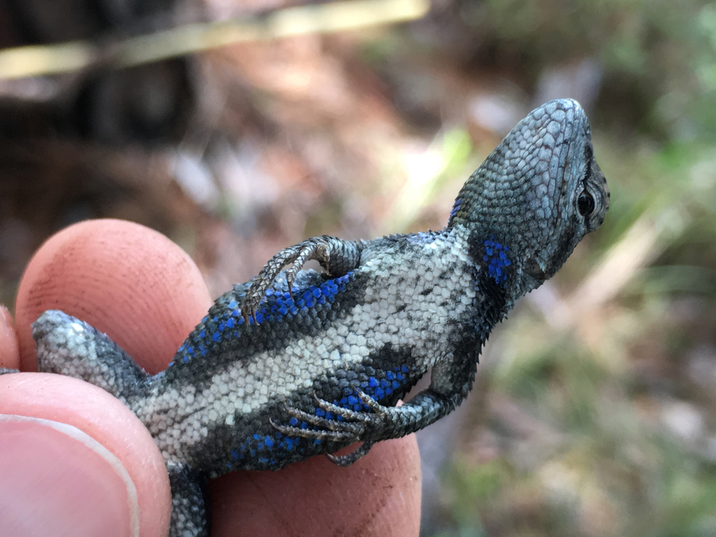 Prairie Lizard (Sceloporus consobrinus) - Snakes and Lizards