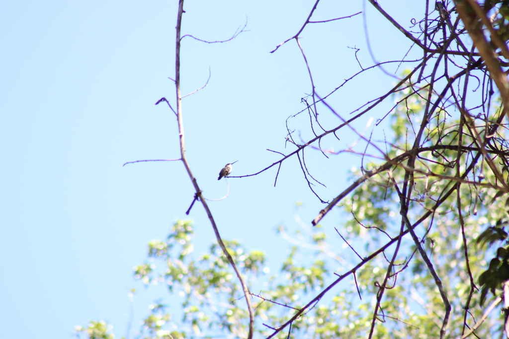 Hummingbirds in February 2024 by rene_vela · iNaturalist
