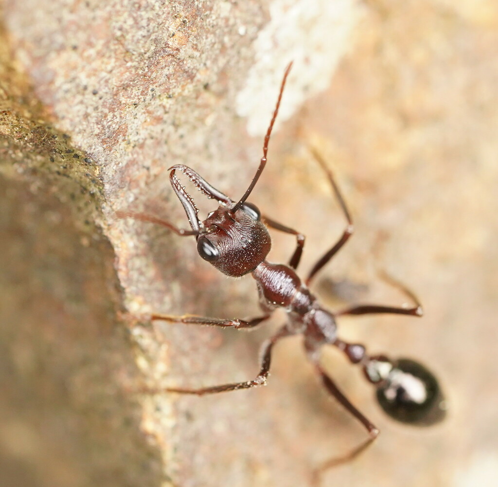 Inchman Ant from Melbourne VIC, Australia on February 24, 2024 at 10:11 ...