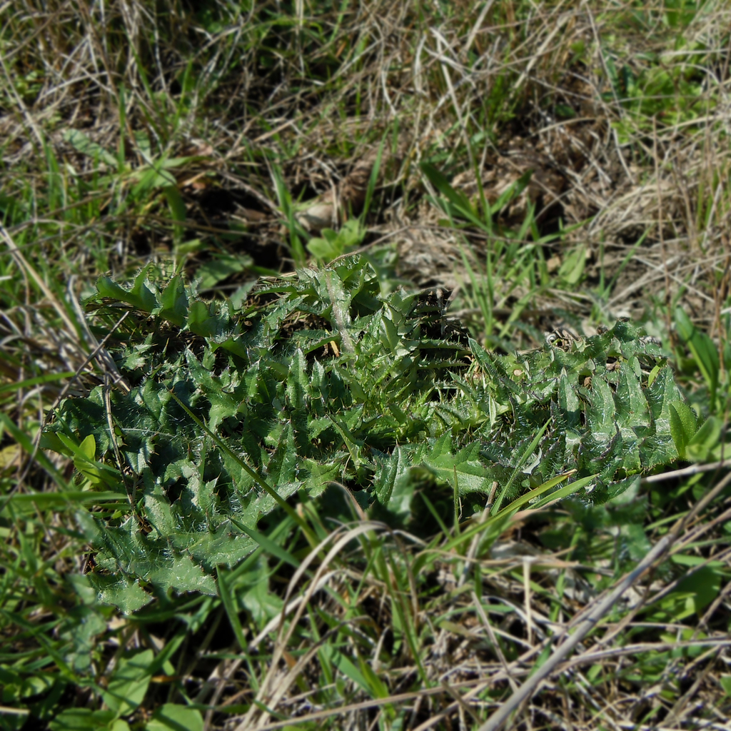 Engelmann's Thistle from Lewisville, TX, USA on March 1, 2024 at 11:50 AM by julia_dilley. UNT ...