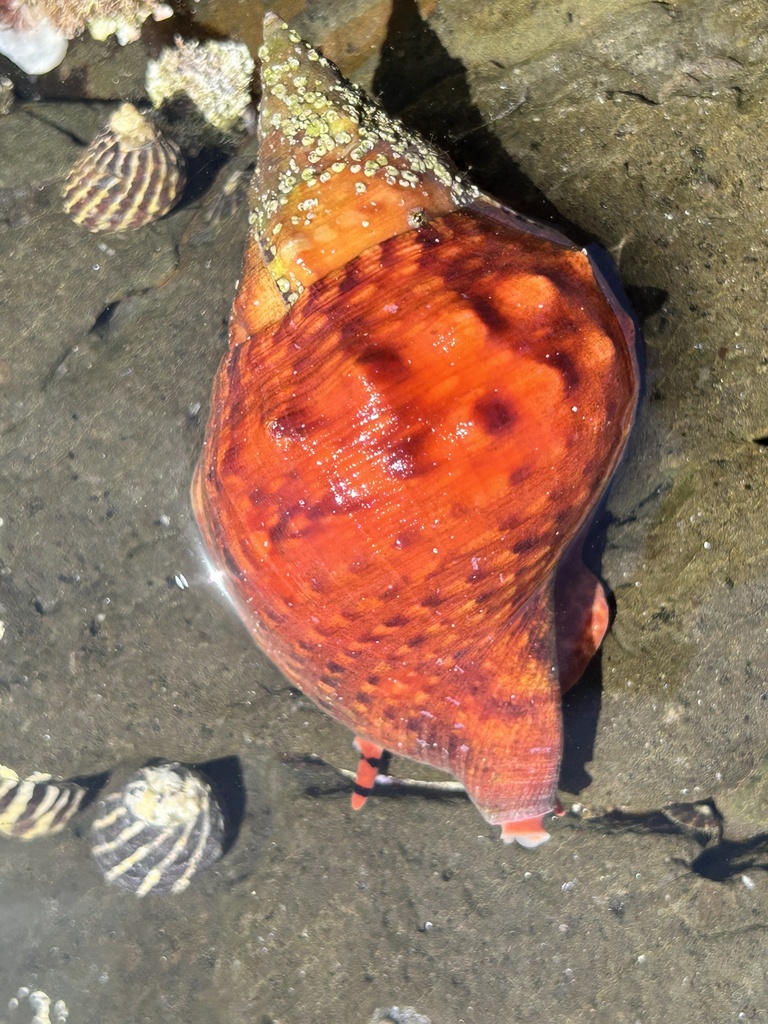 Knobbed Triton Snail from Shell Cove, NSW, AU on March 5, 2024 at 01:16 ...